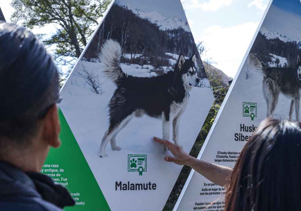 Experiência Husky - Verão - Ciatrip